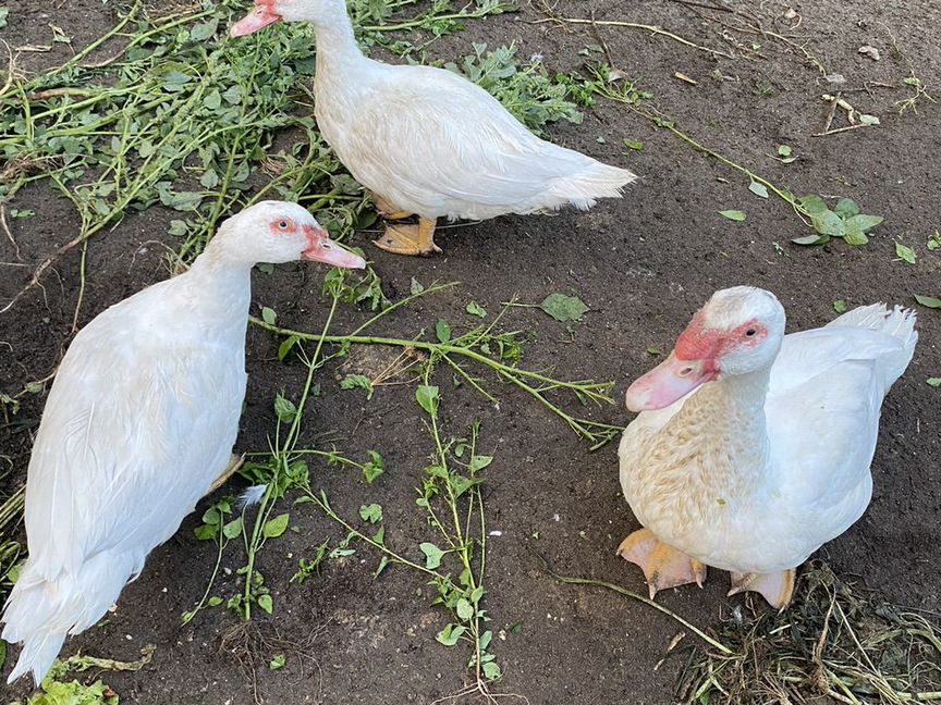 Мускусные утки