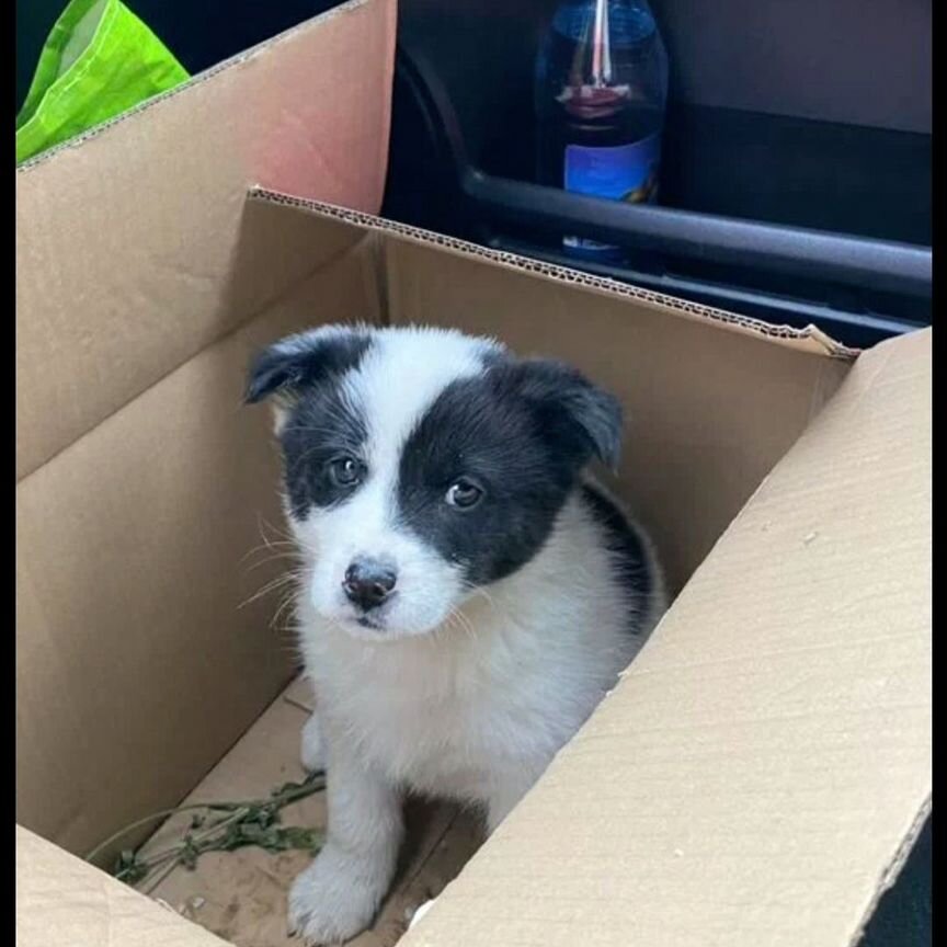 Очаровательные щенки