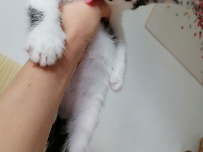 Котёнок мальчик 1,5 месяца
