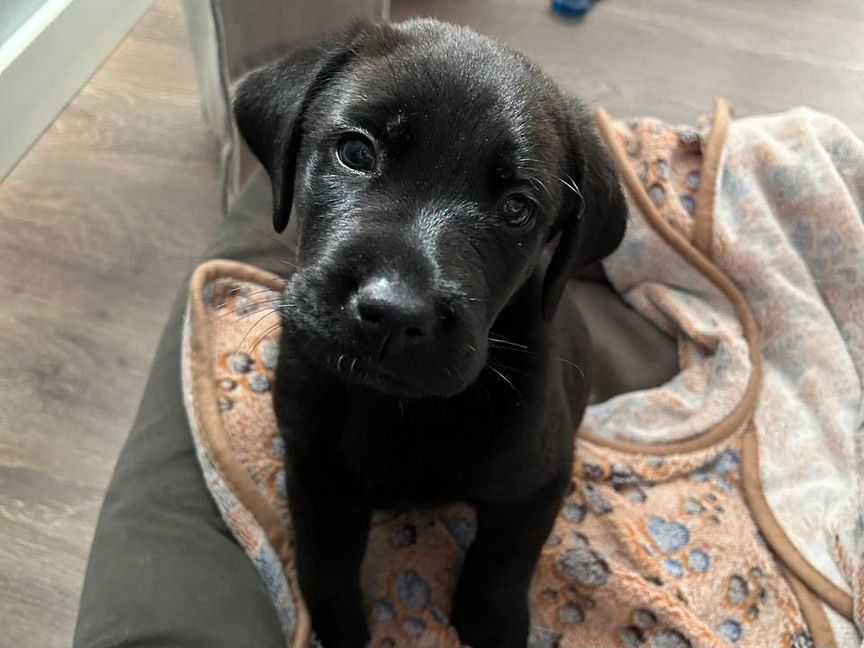 Щенок лабрадора черный
