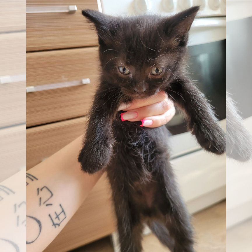 Шотландский вислоухий длинношёрстный котёнок