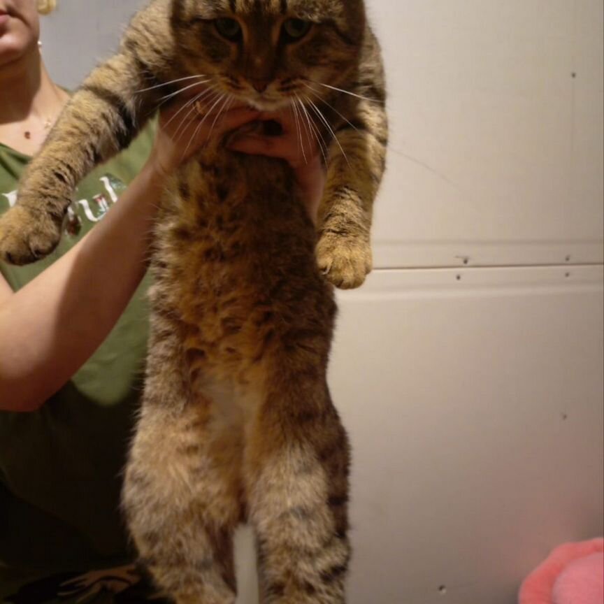 Найденные коты
