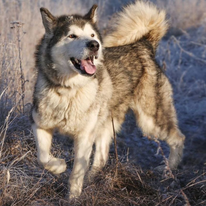 Маламут - Пятница