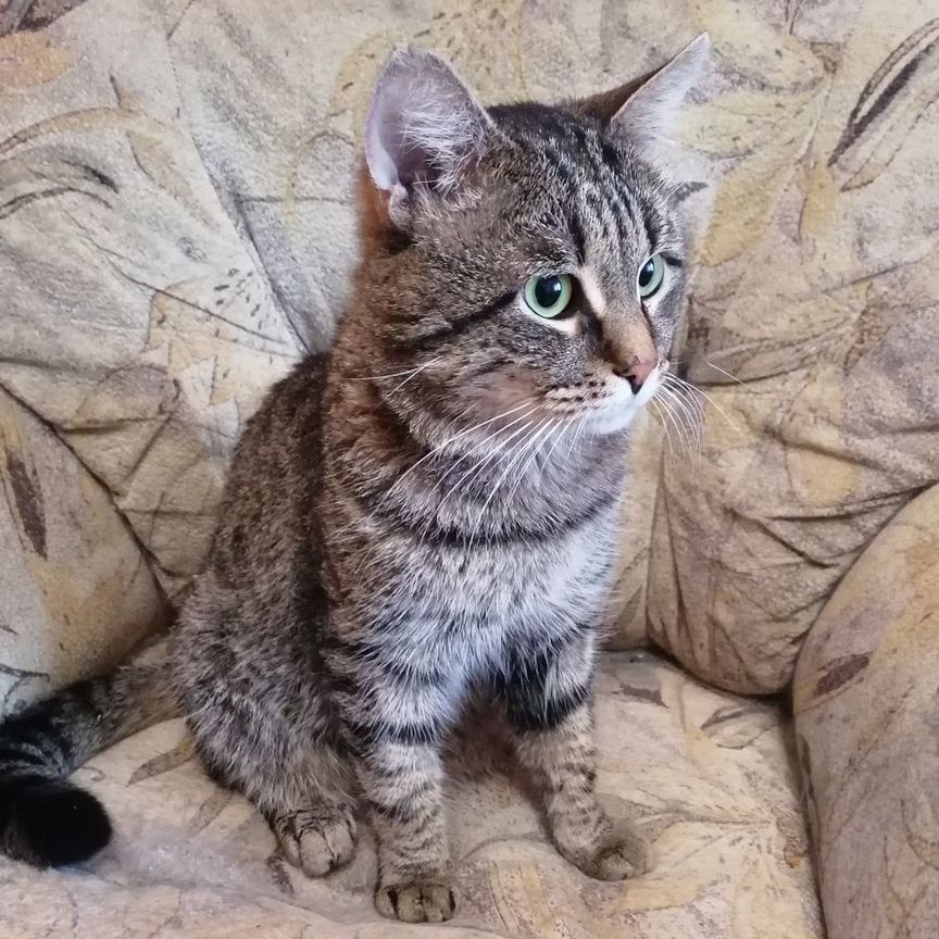 Котик Вася в добрые руки