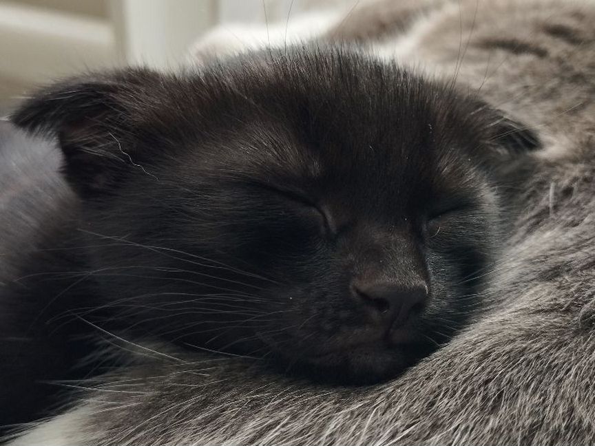 Котенок в добрые руки