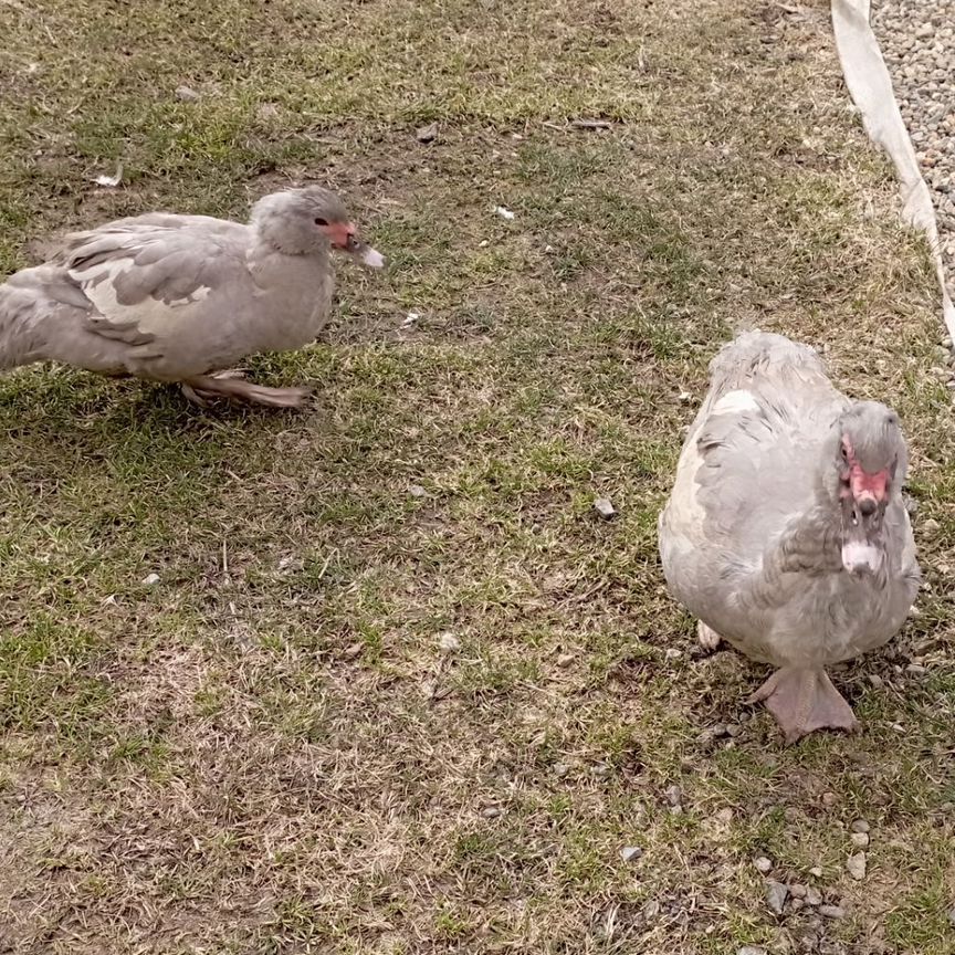 Мускусные утки