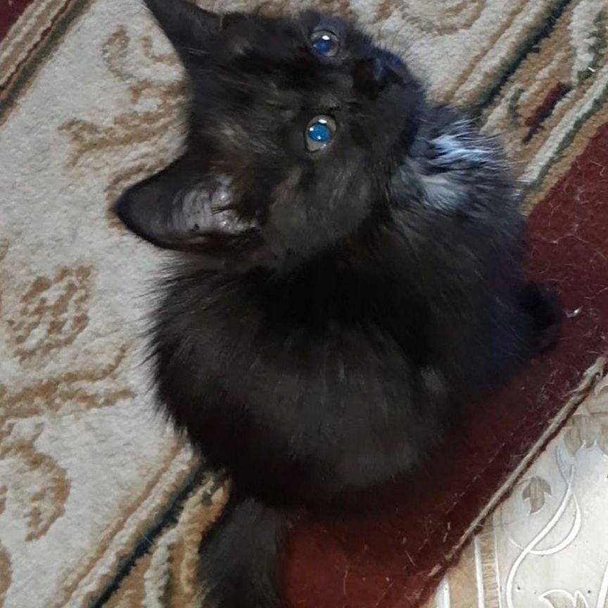 Котенок