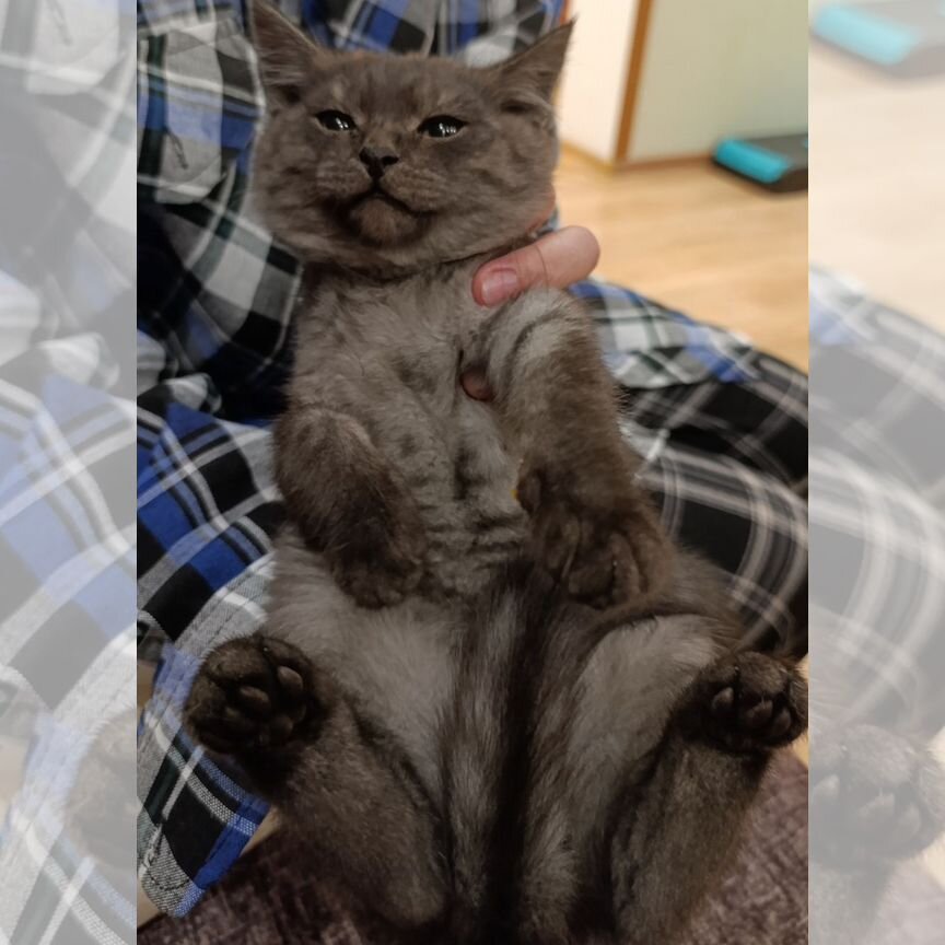 Отдам в добрые руки котенка, британец, мальчик