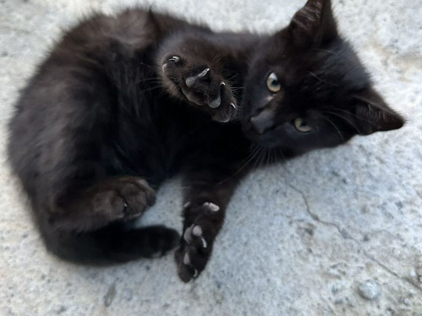 Отдам котенка в добрые руки