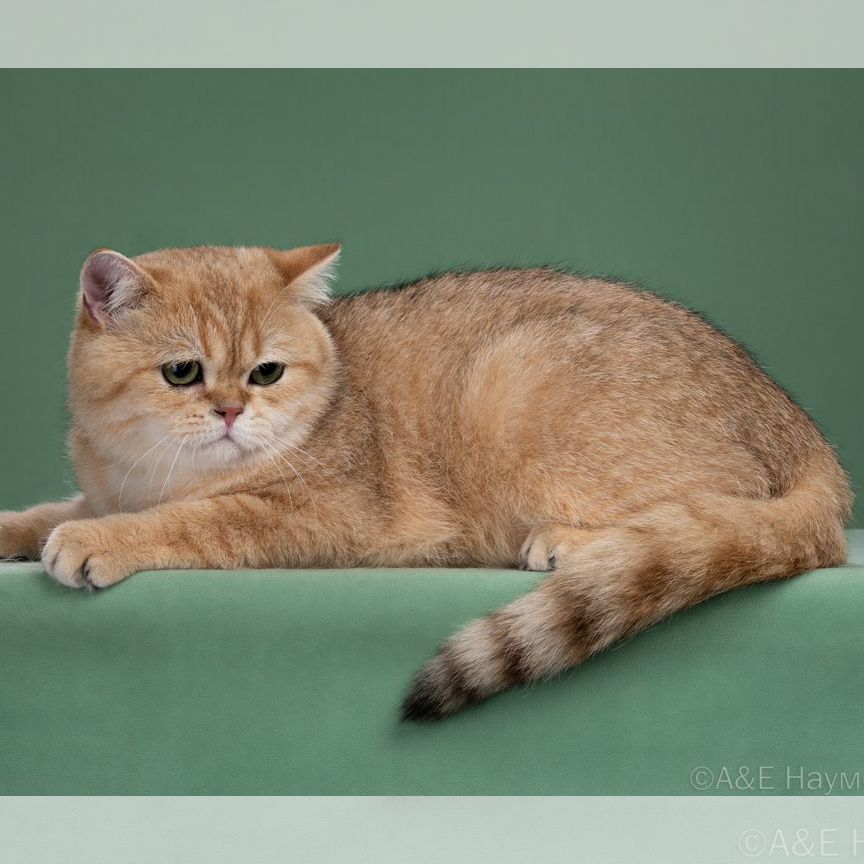 Шотландский прямоухий короткошёрстный котёнок