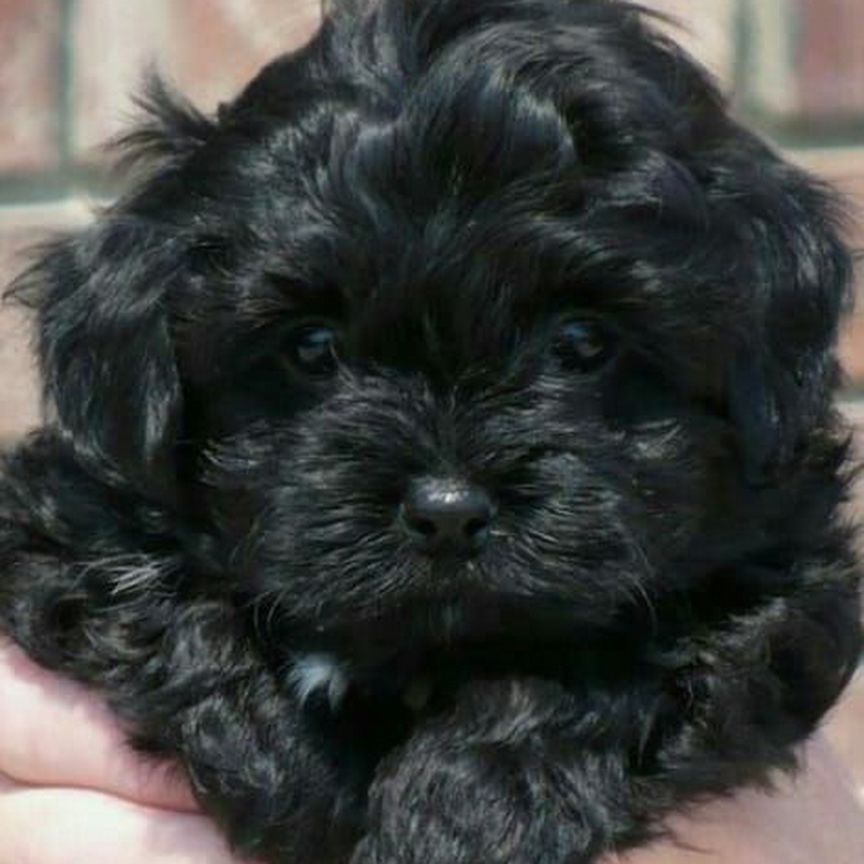 Мальтипу мальчик