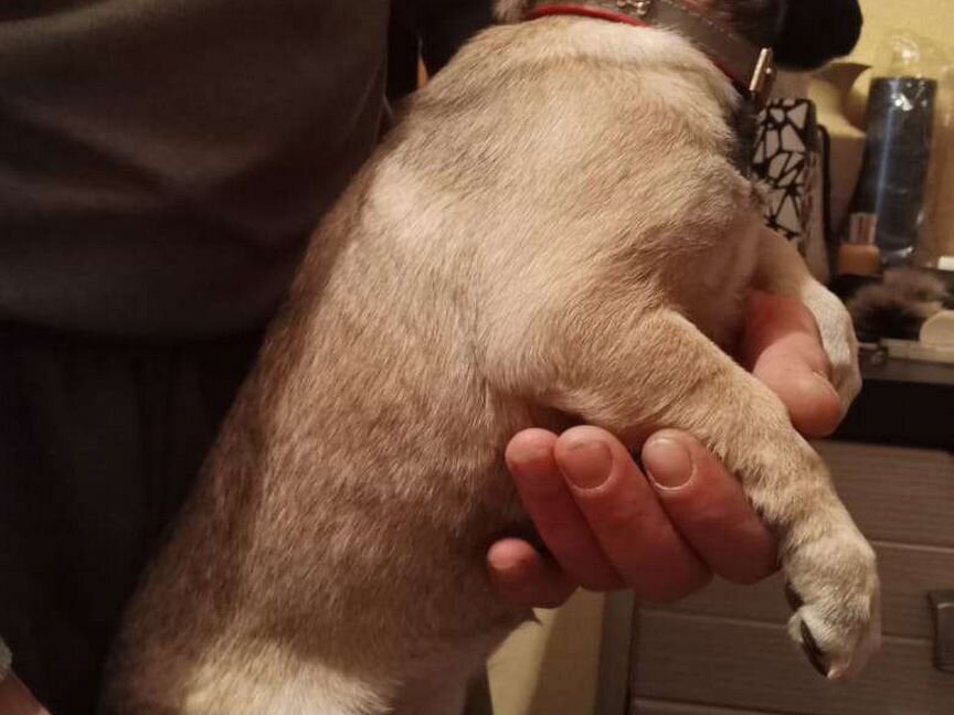 Маленькая собака ростом ищет семью