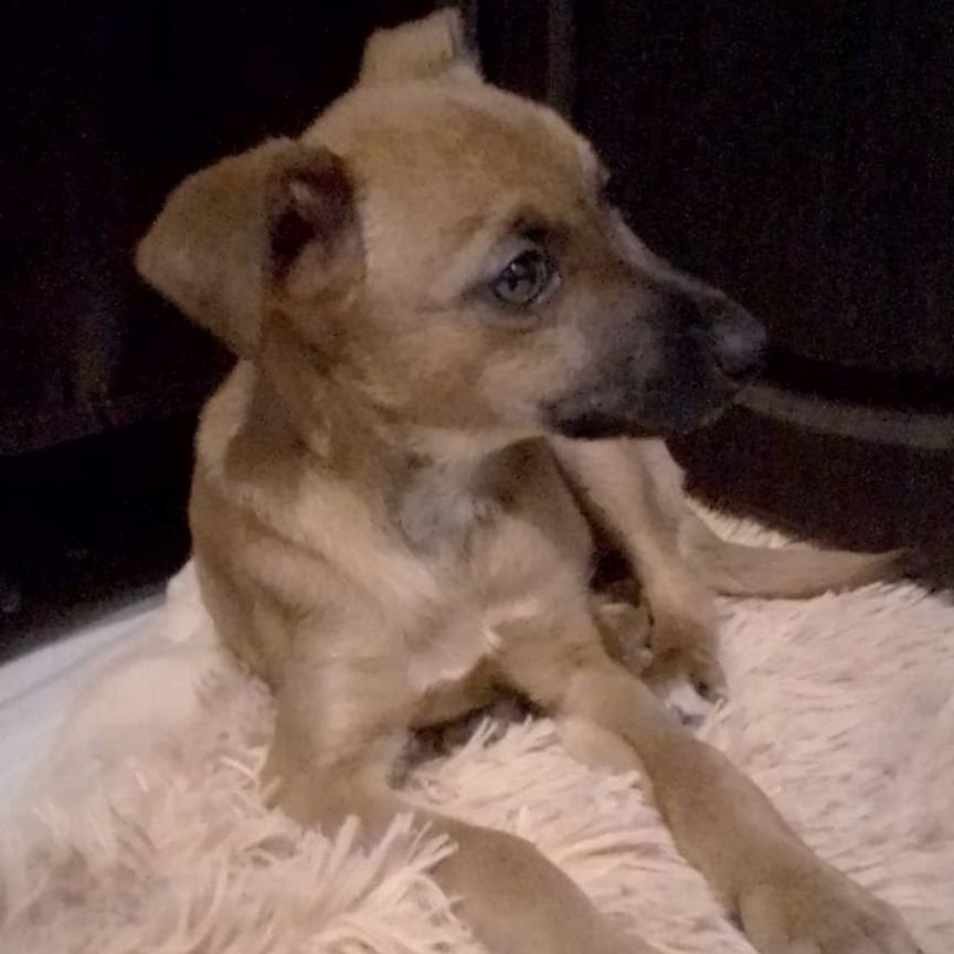 Щенок маленькой собачки