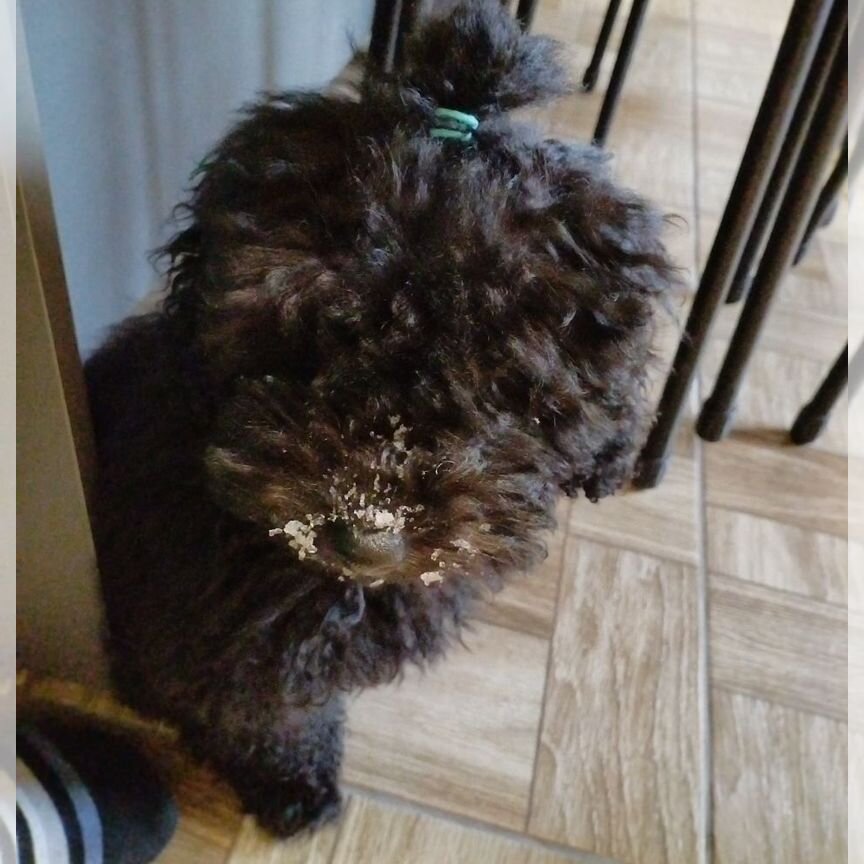 Пудель, щенок