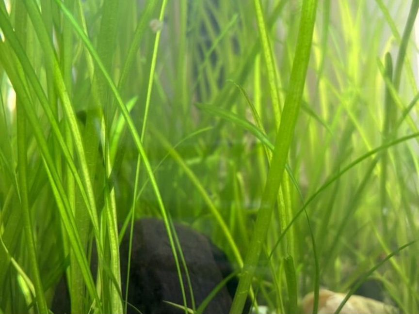 Аквариумные растения