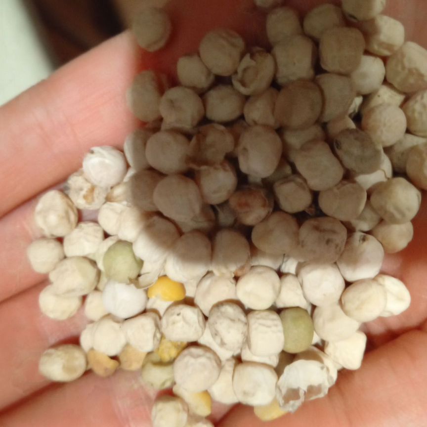 Продам кормовой горох