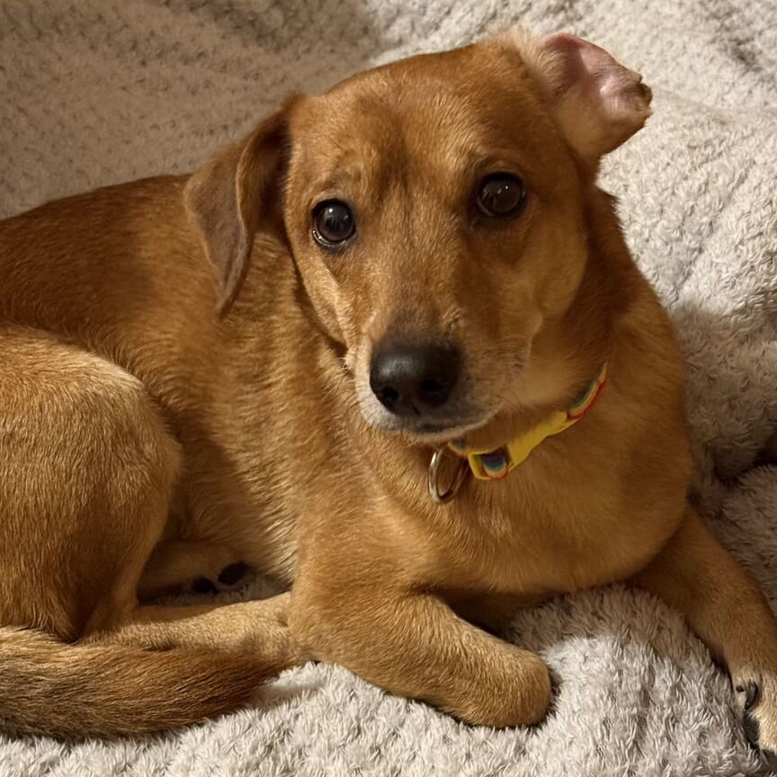 Взрослый пёс в добрые руки