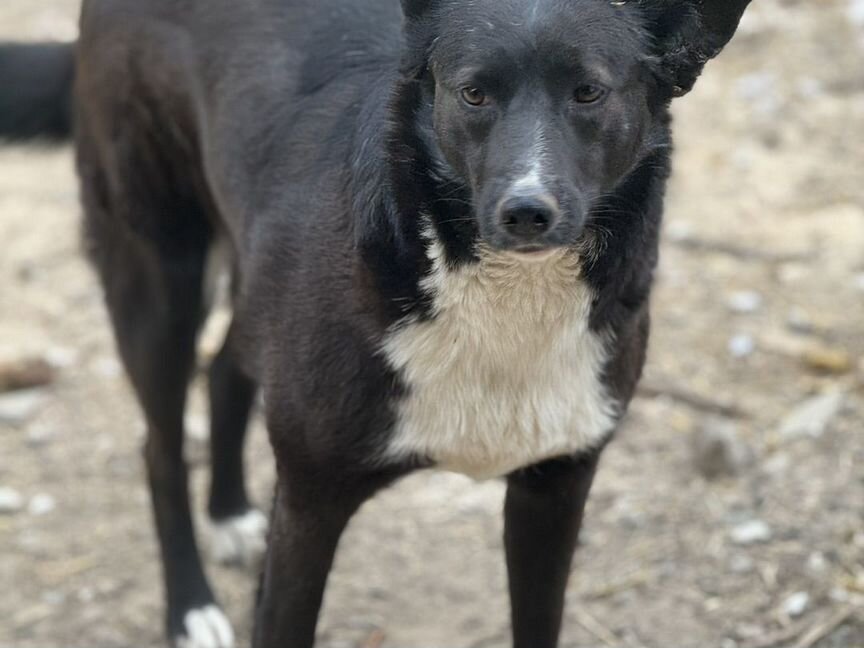 Собака стерильная