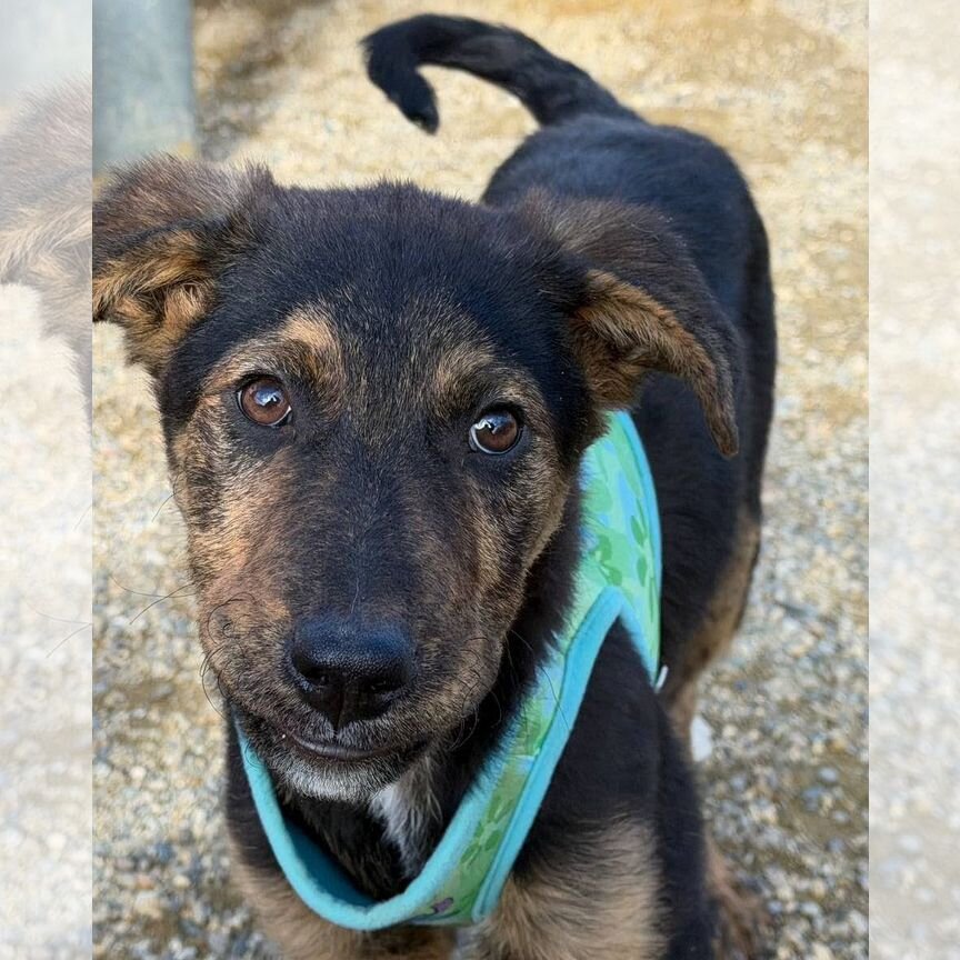 Щенок в добрые руки