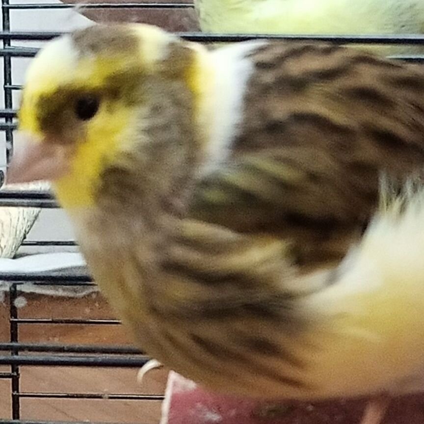 Канарейки файф фенси