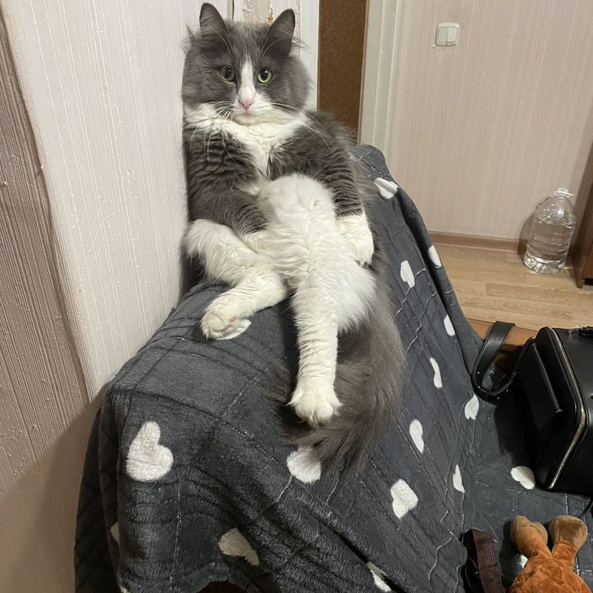 Кот в добрые руки