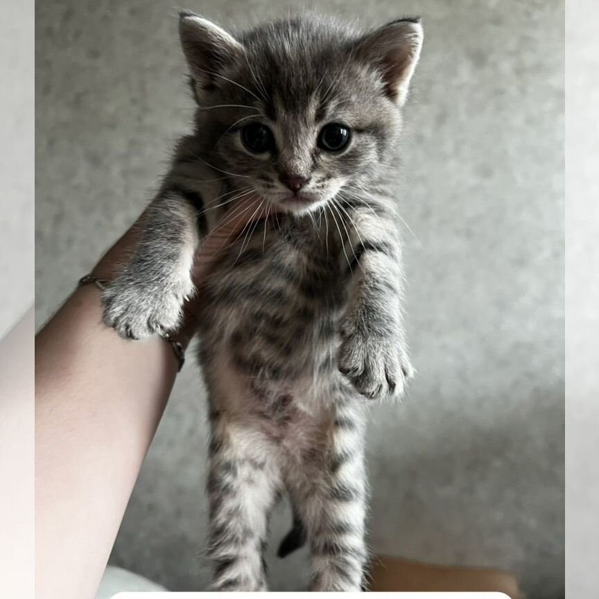 Котята скотиш страйт