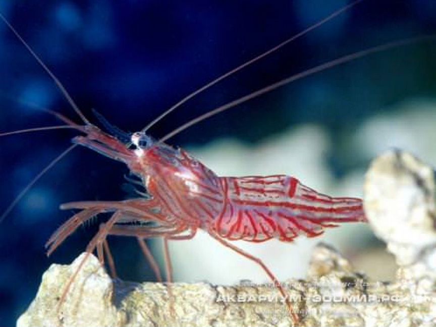 Креветка Лисмата вурдеманни Lysmata wurdemanni