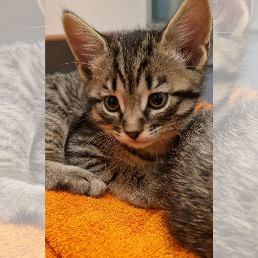 Котята мальчик и девочка