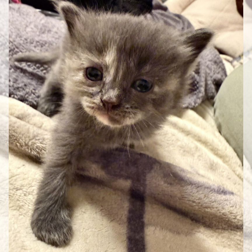 Сибирский котёнок