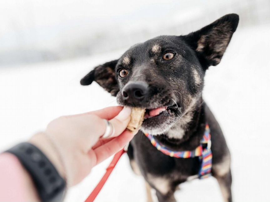 Собака из Донецка в добрые руки бесплатно