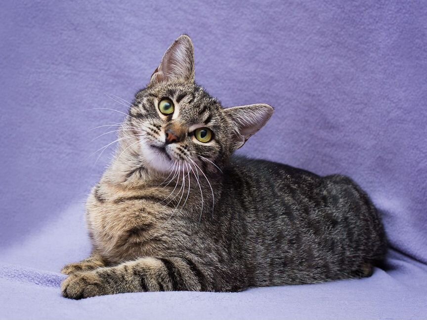 Красивая кошечка подросток