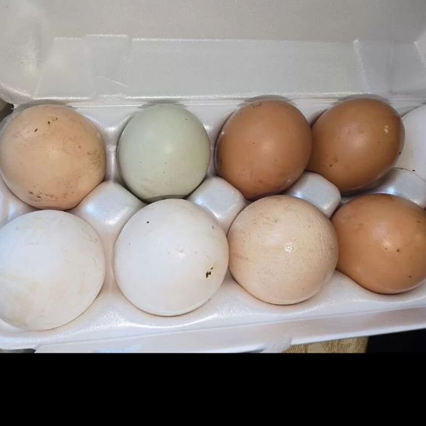 Яйца куриные инкубационные