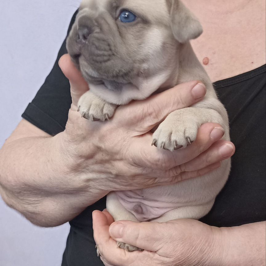 Французский бульдог щенки