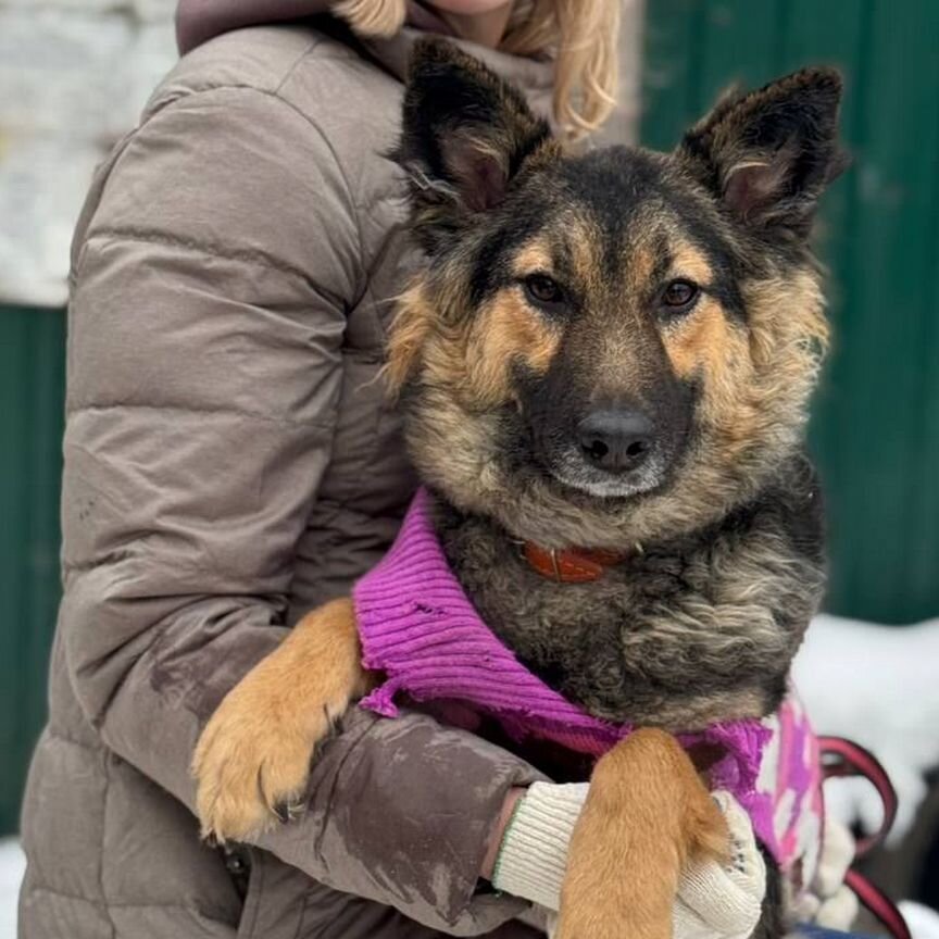 Взрослая собака в добрые руки