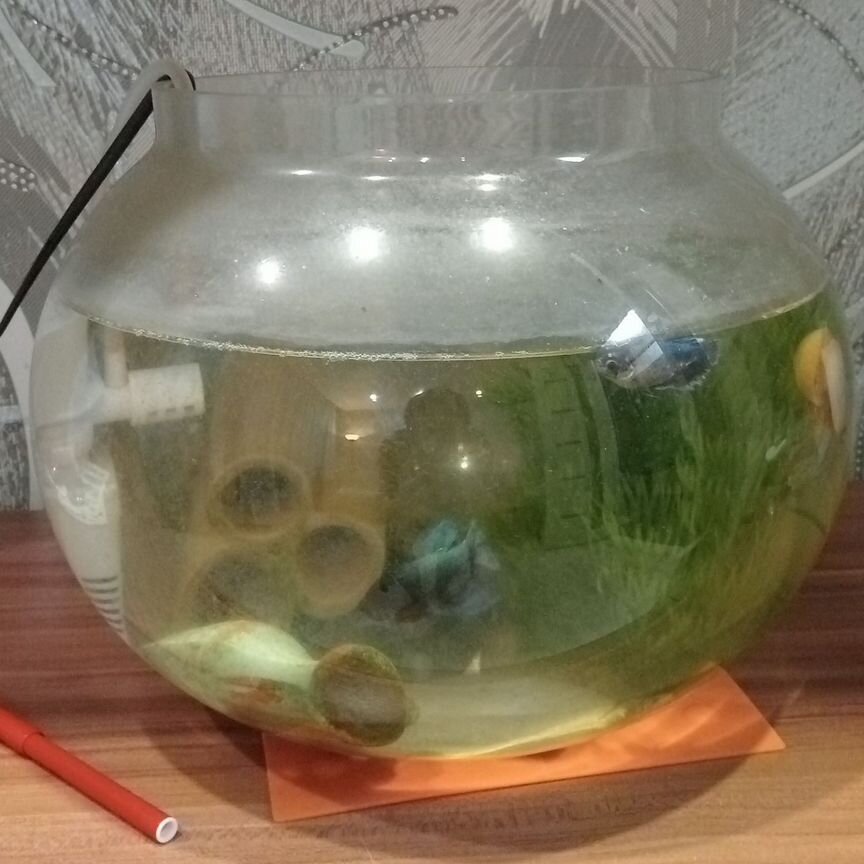 Аквариум с рыбками