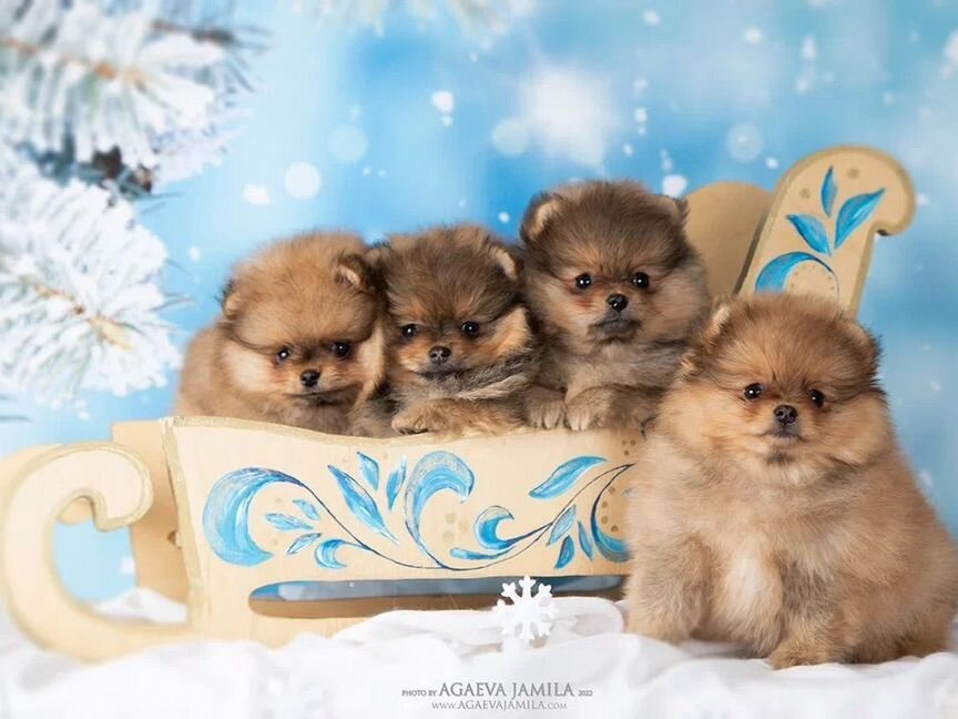 Померанский шпиц - пушистики мини мишки