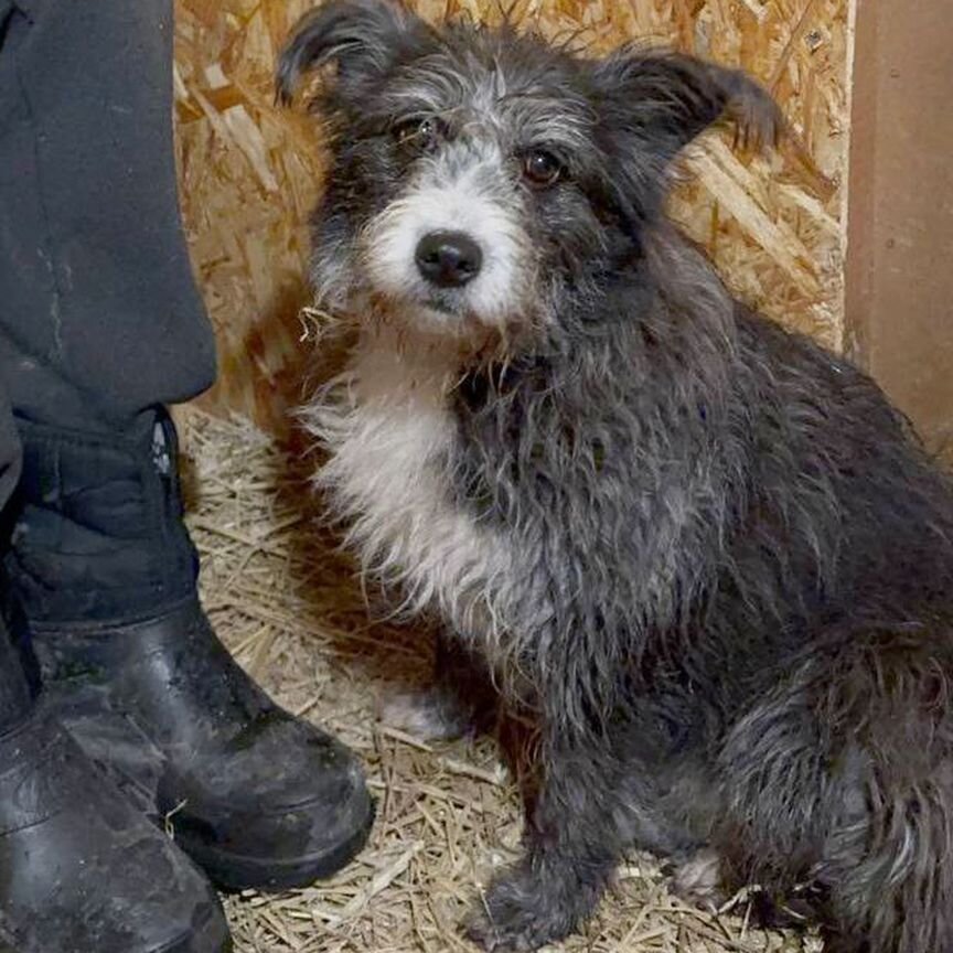 Взрослая собака в добрые руки