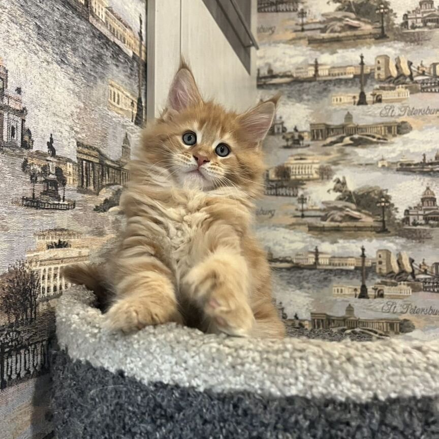 Полидакт мейн-кун пацан