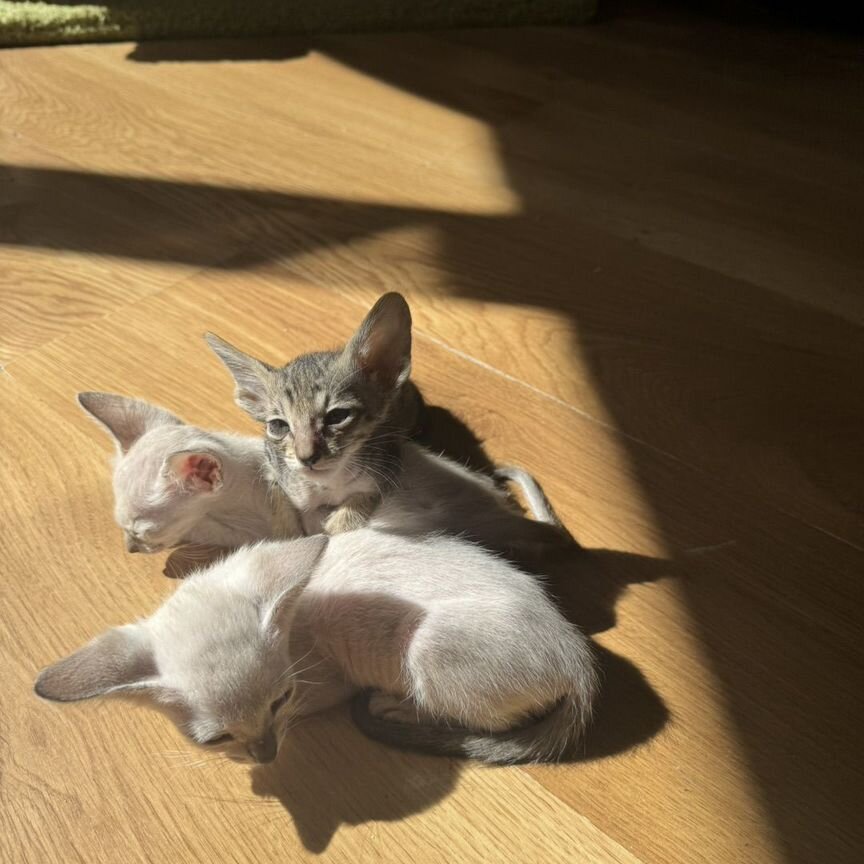 Ориентальные котята