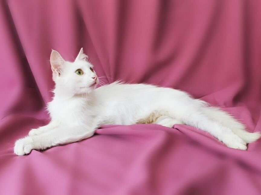 Кошечка Снежка в хорошую семью бесплатно