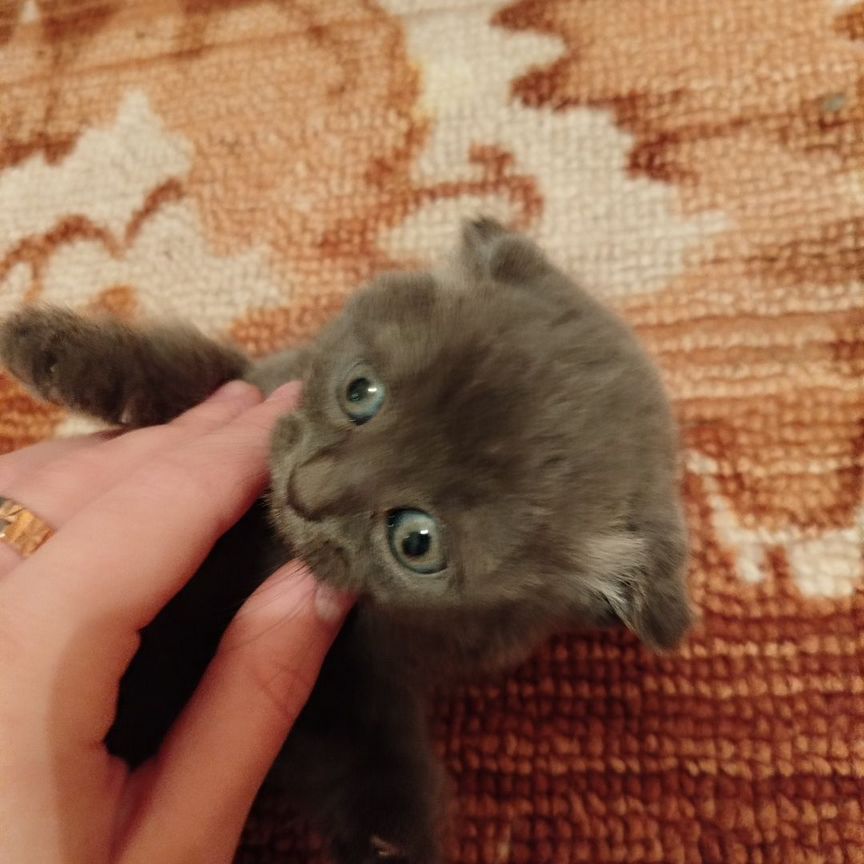 Шотландская