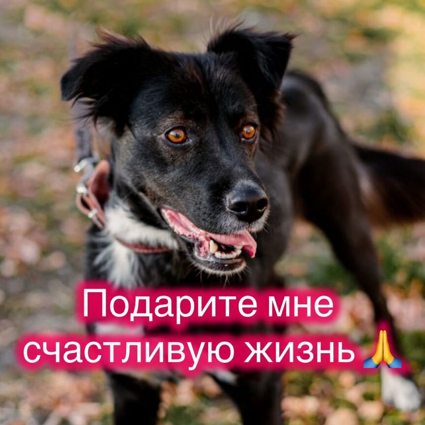 Собака Марта бесплатно в добрые руки