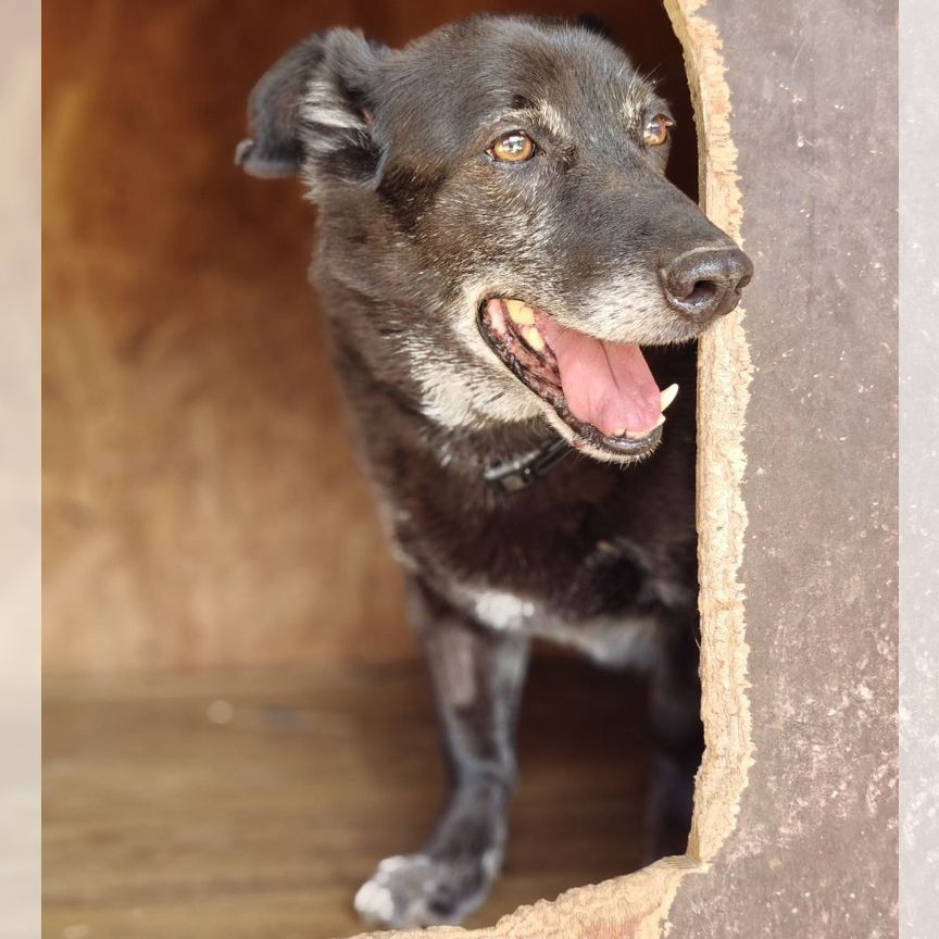 Взрослый пёс в добрые руки