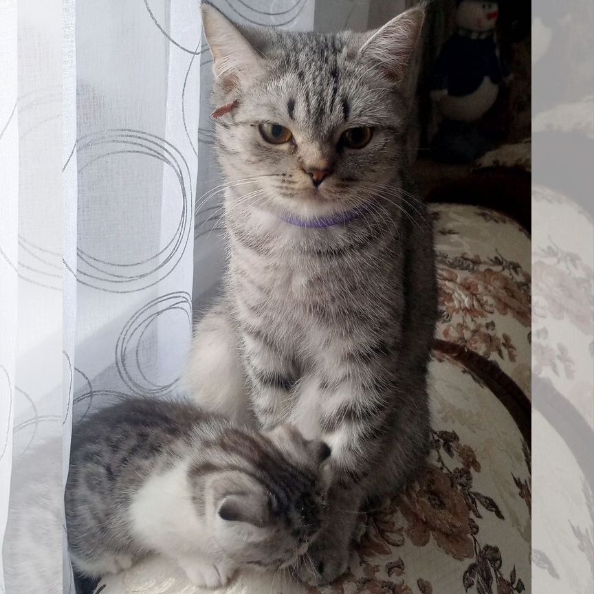 Шотландская прямоухая короткошёрстная, взрослая кошка