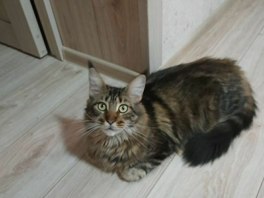 Котята от больших родителей