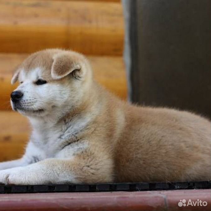 Щенок Акита-ину рыжий мальчик