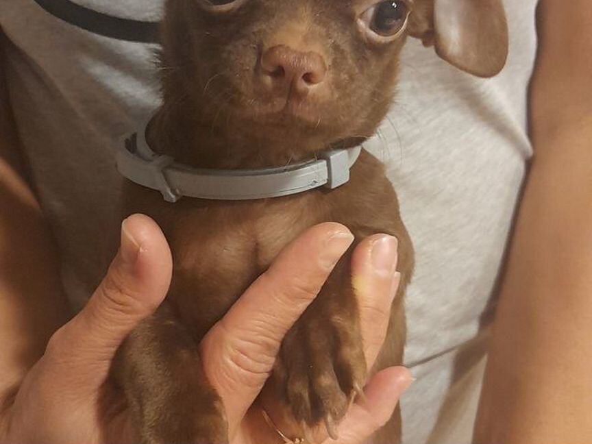 Продаётся щенок чихуахуа 4,5 месяца