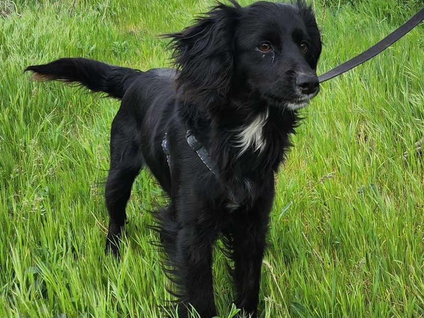 Милаха Труня