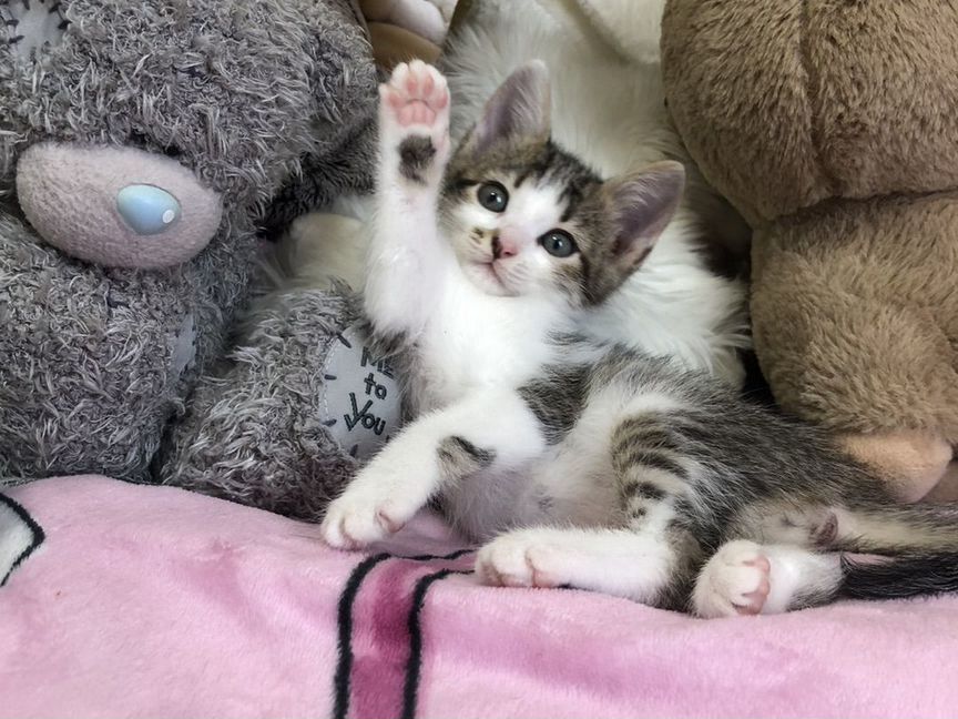 Чудесные малыши