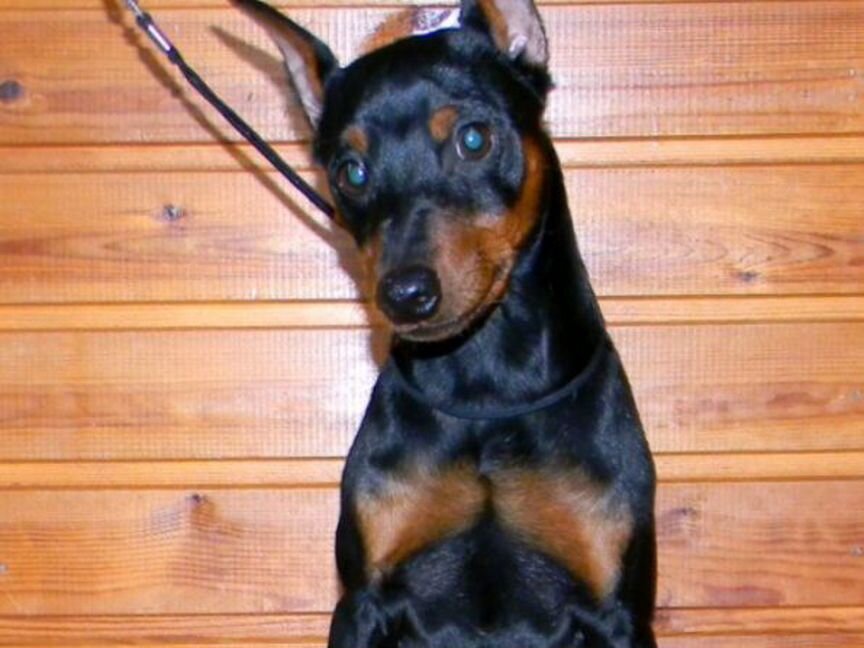 Цвергпинчер